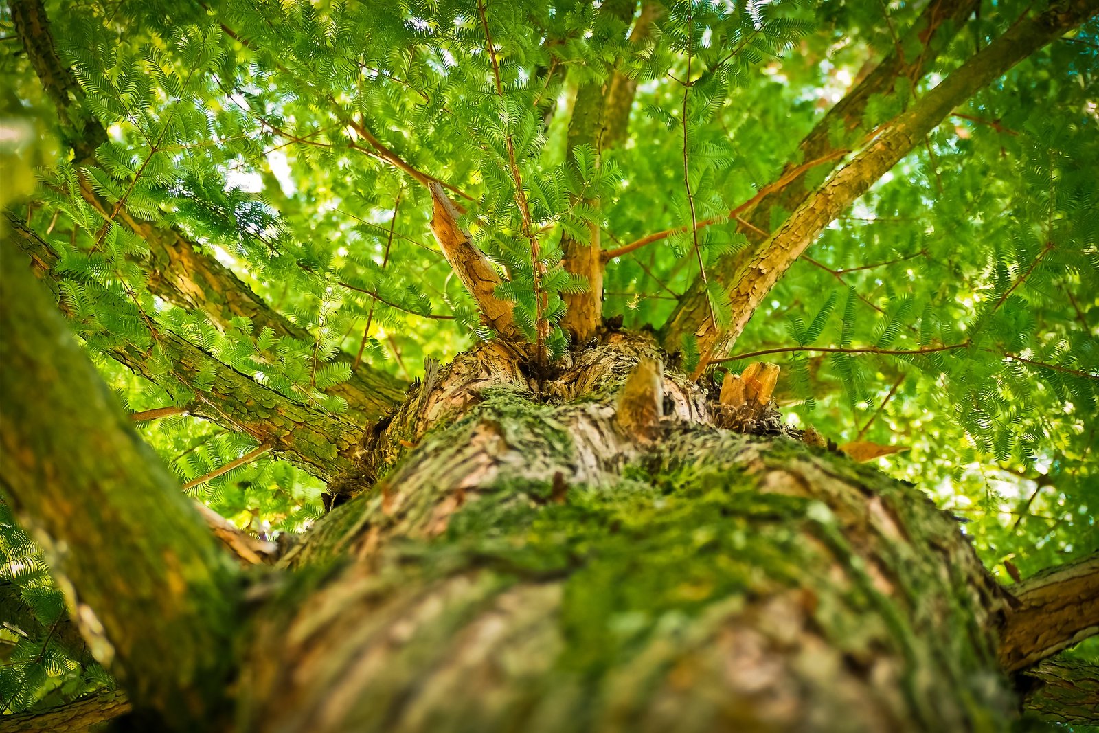 Setting Up a Tree Surgeon Business – What You Need to Know - Areas of ...